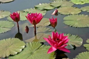 Cómo viven las plantas | Dónde viven las plantas