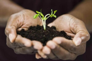 Cómo viven las plantas | Dónde viven las plantas