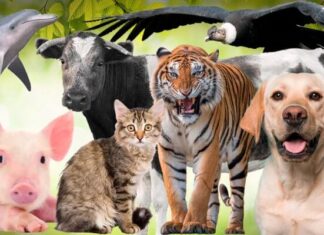 Biología ️ Artículos Científicos | CurioSfera Ciencia